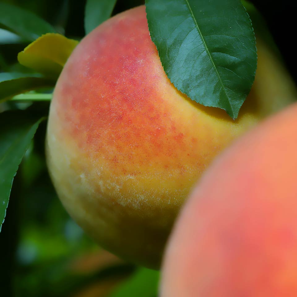 California Cling Peaches