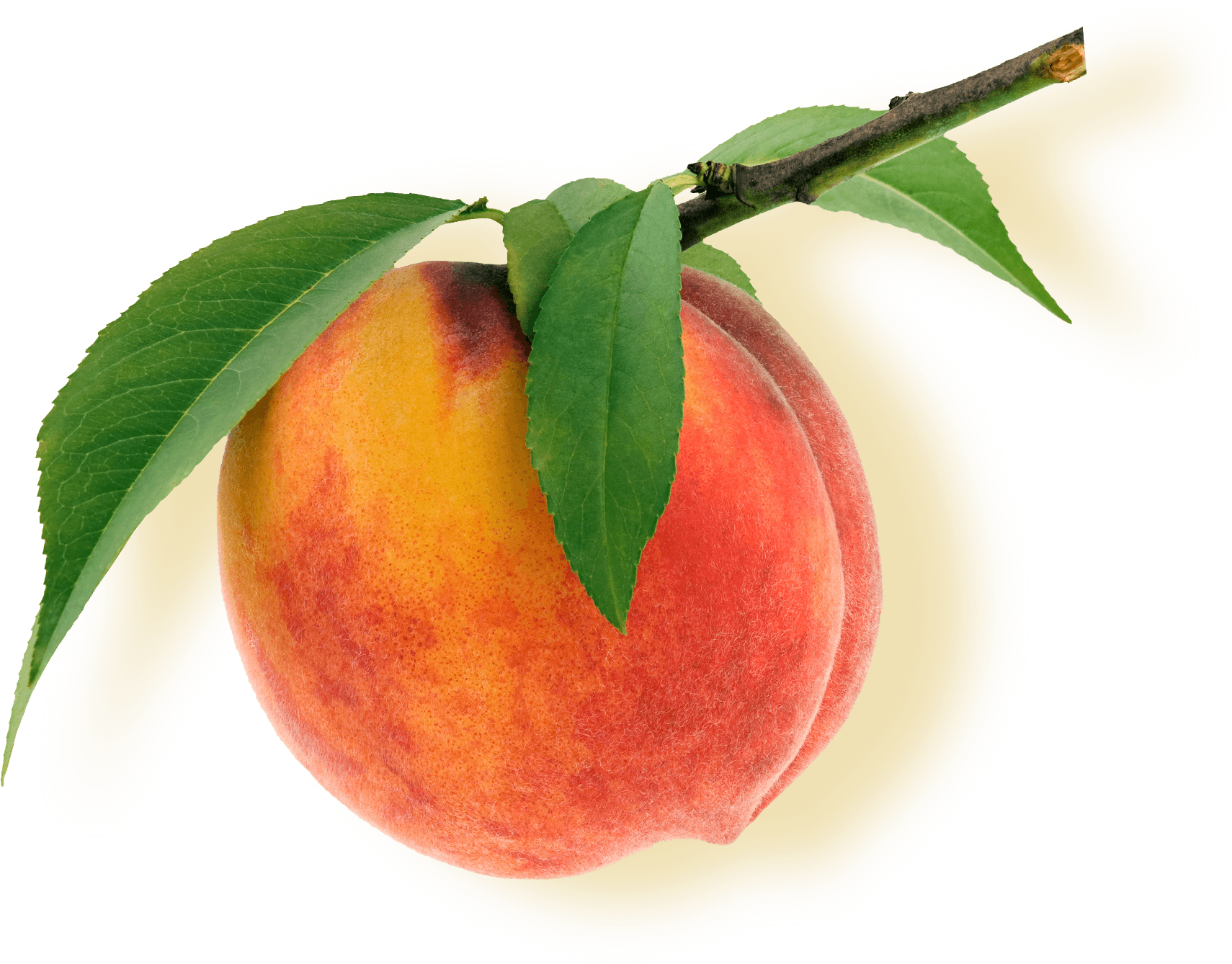 Perfect for your Pantry - California Cling Peaches